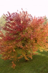 Burgundy Belle® Maple - Trees Today Nursery