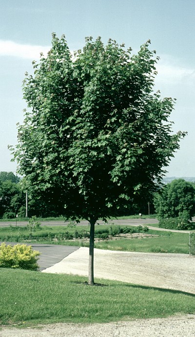 Emerald Lustre® Maple - Trees Today Nursery