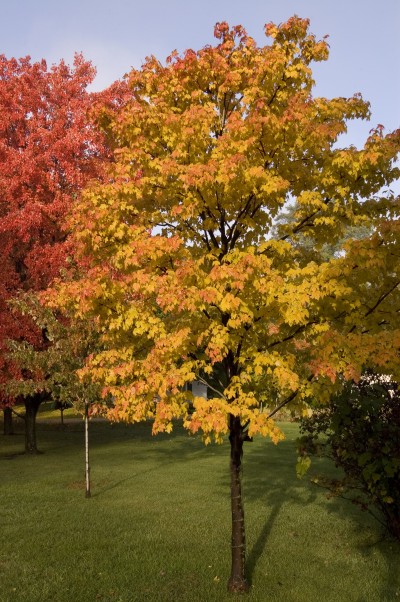 Emerald Lustre® Maple - Trees Today Nursery