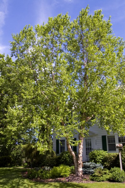 Heritage® Birch - Trees Today Nursery