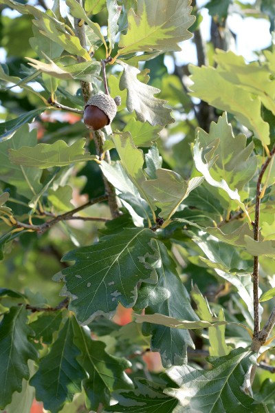 Heritage® Oak - Trees Today Nursery