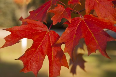First Editions® Matador™ Maple - Trees Today Nursery