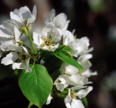 Mountain Frost® Pear - Trees Today Nursery