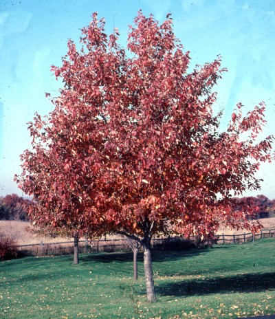 Red Sunset® Maple - Trees Today Nursery