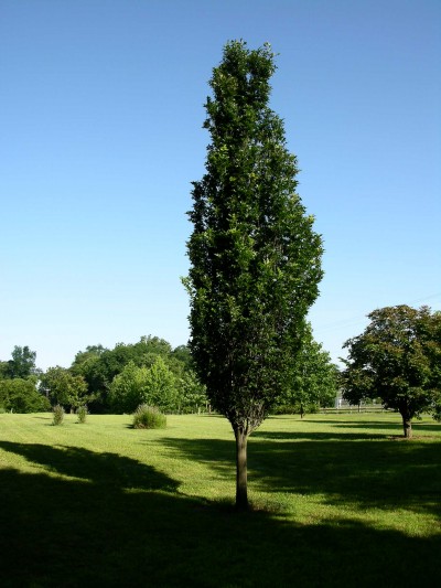 Regal Prince® Oak - Trees Today Nursery
