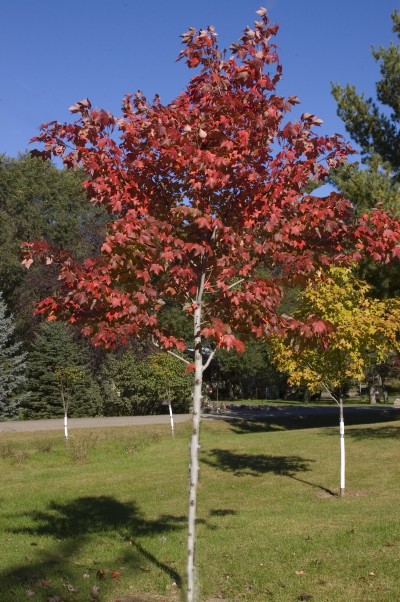 Scarlet Jewell™ Maple - Trees Today Nursery