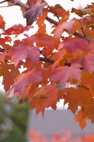 Scarlet Jewell™ Maple - Trees Today Nursery