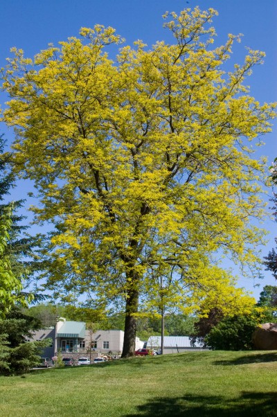 Sunburst® Honeylocust - Trees Today Nursery