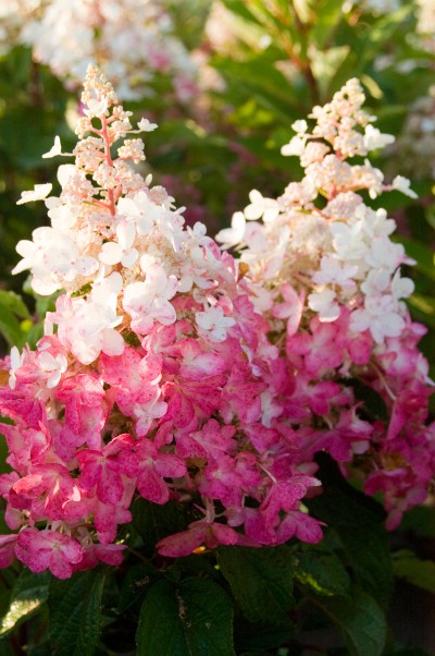 Pinky Winky Hydrangea - Trees Today Nursery