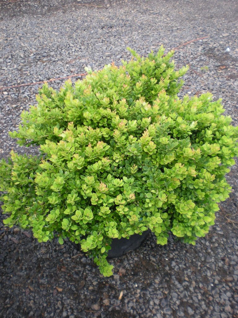 Moscato Barberry - Trees Today Nursery