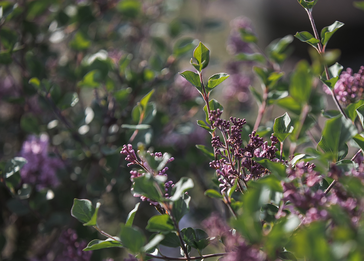 Dwarf Korean Lilac Trees Today Nursery