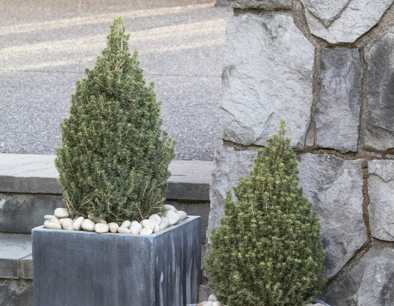 1937-tiny-tower-dwarf-alberta-spruce-container_5x_300ppi_wm - Trees ...