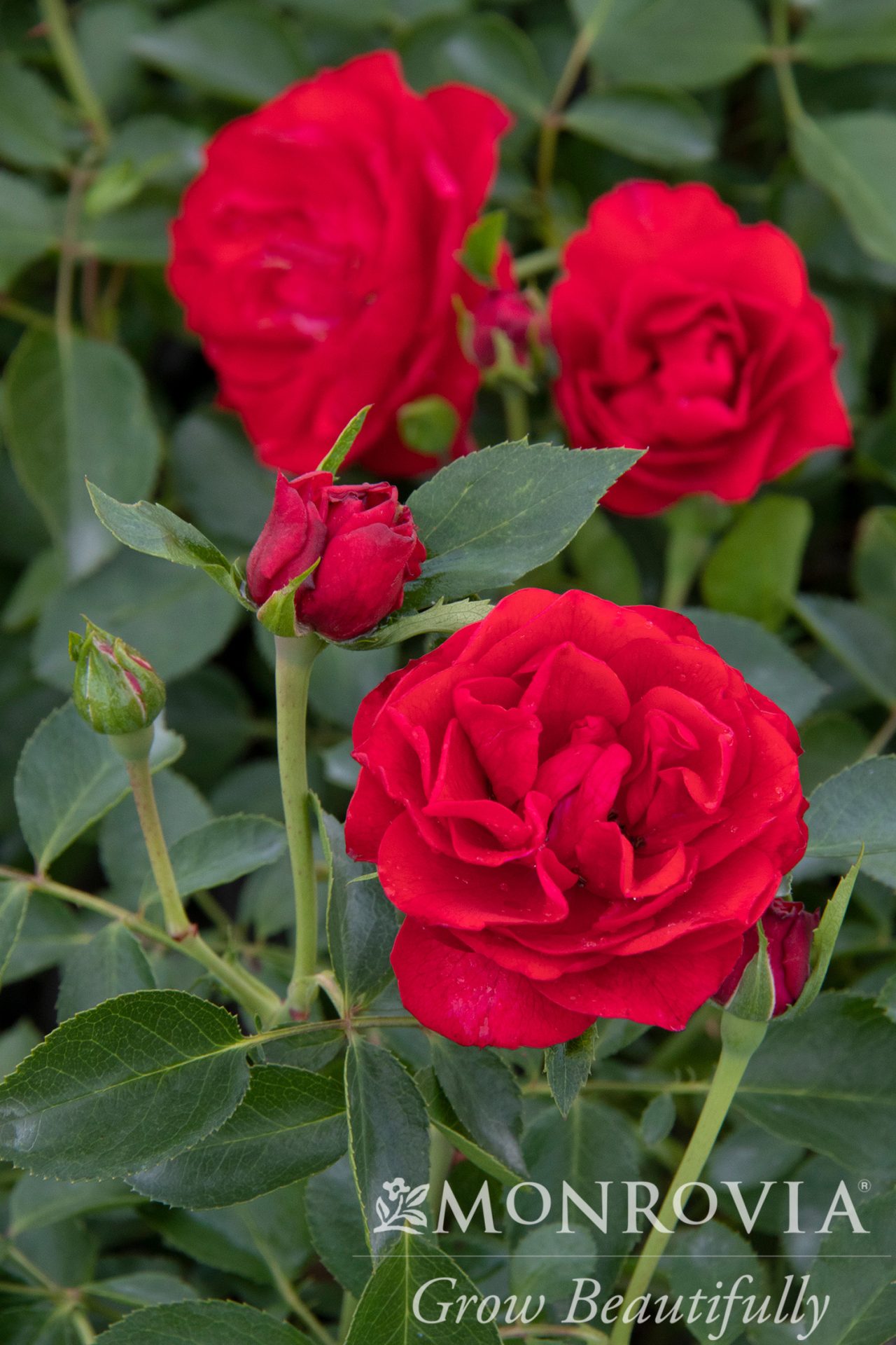 Rose Nitty Gritty® Red - Trees Today Nursery
