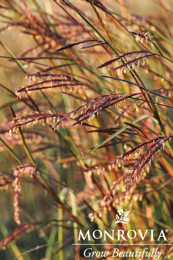Blackhawks Big Bluestem - Trees Today Nursery