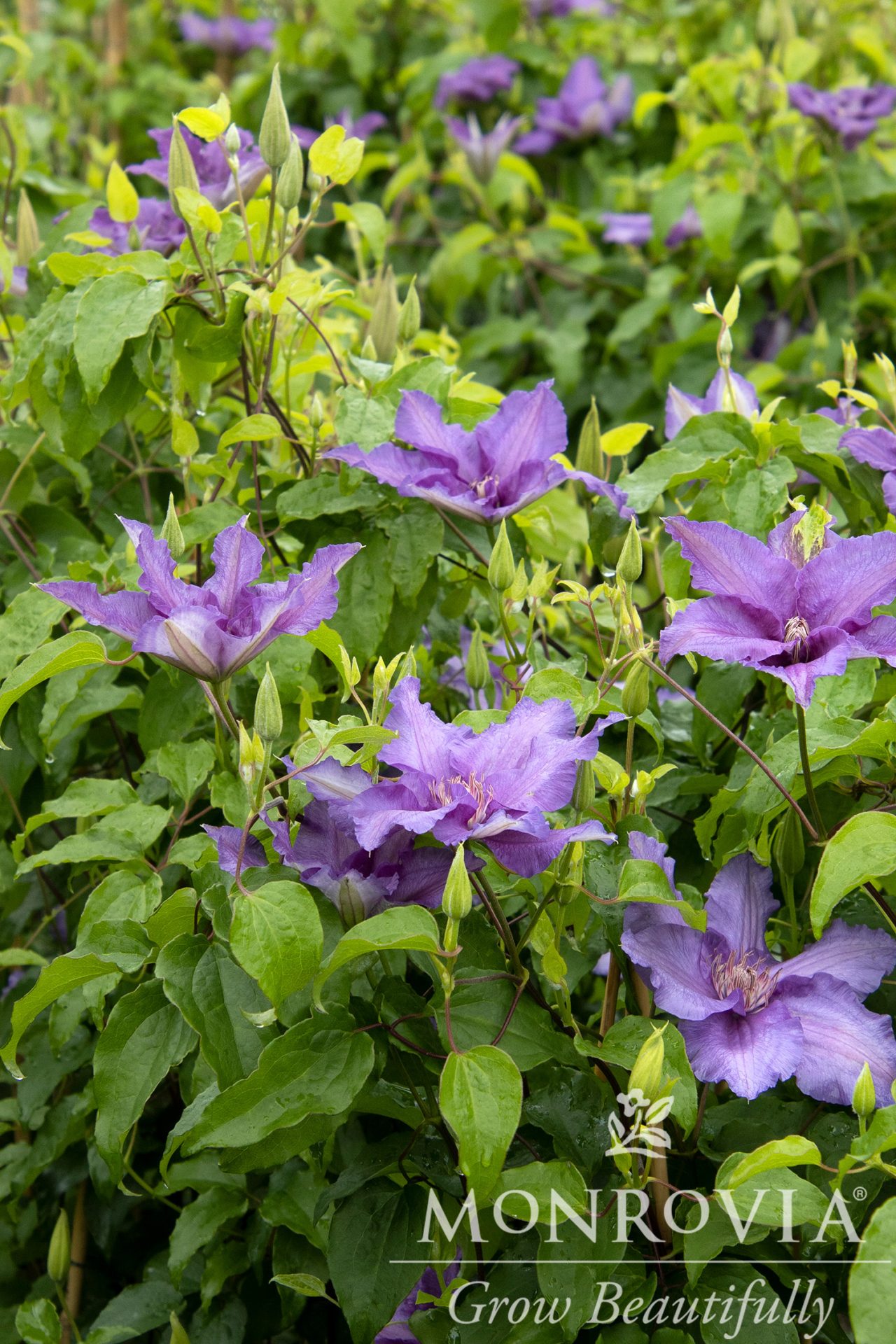 Boulevard® Sacha™ Clematis - Trees Today Nursery