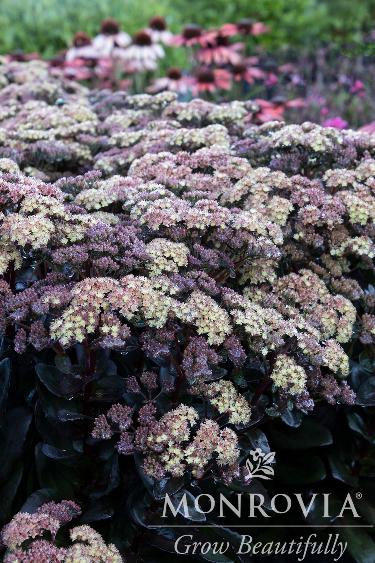 Conga Line Sedum - Trees Today Nursery