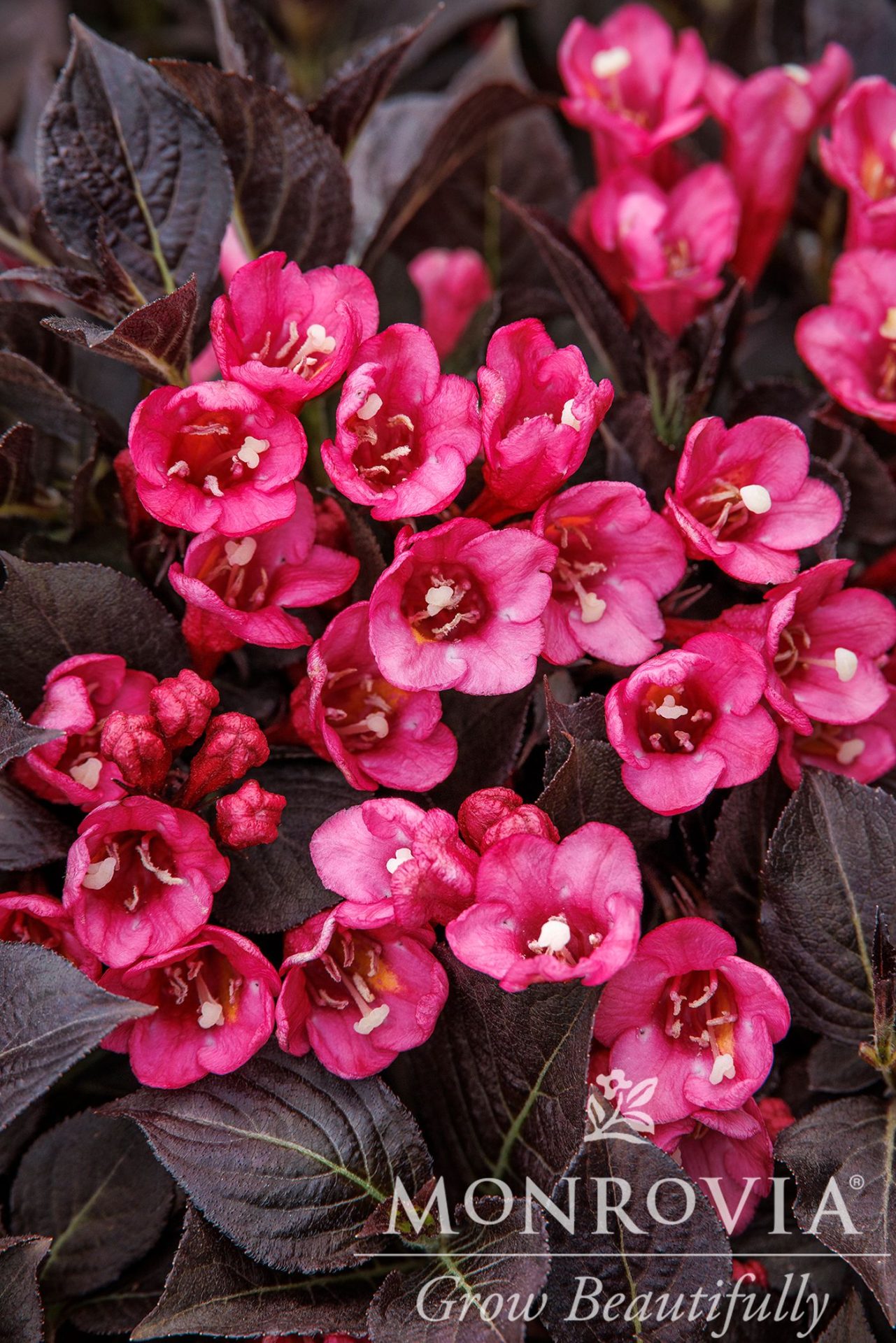 Coco Chill™ Weigela - Trees Today Nursery