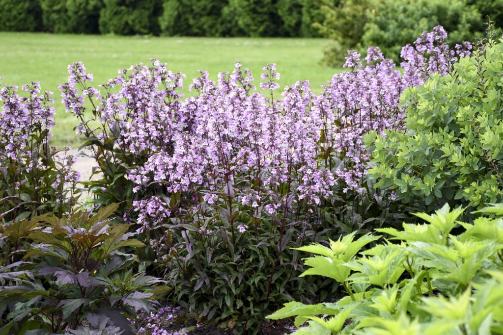 Midnight Masquerade Beardtongue Penstemon - Trees Today Nursery