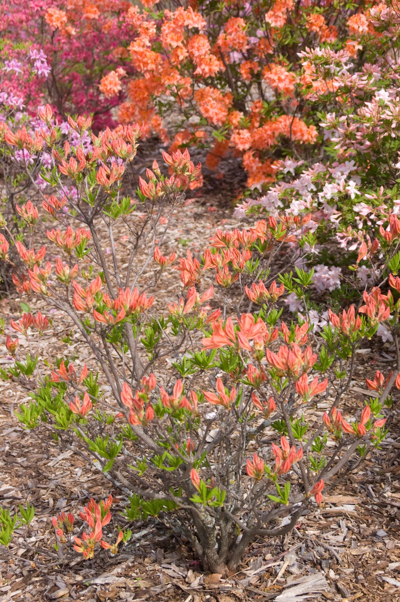 Mollis Azalea - Trees Today Nursery