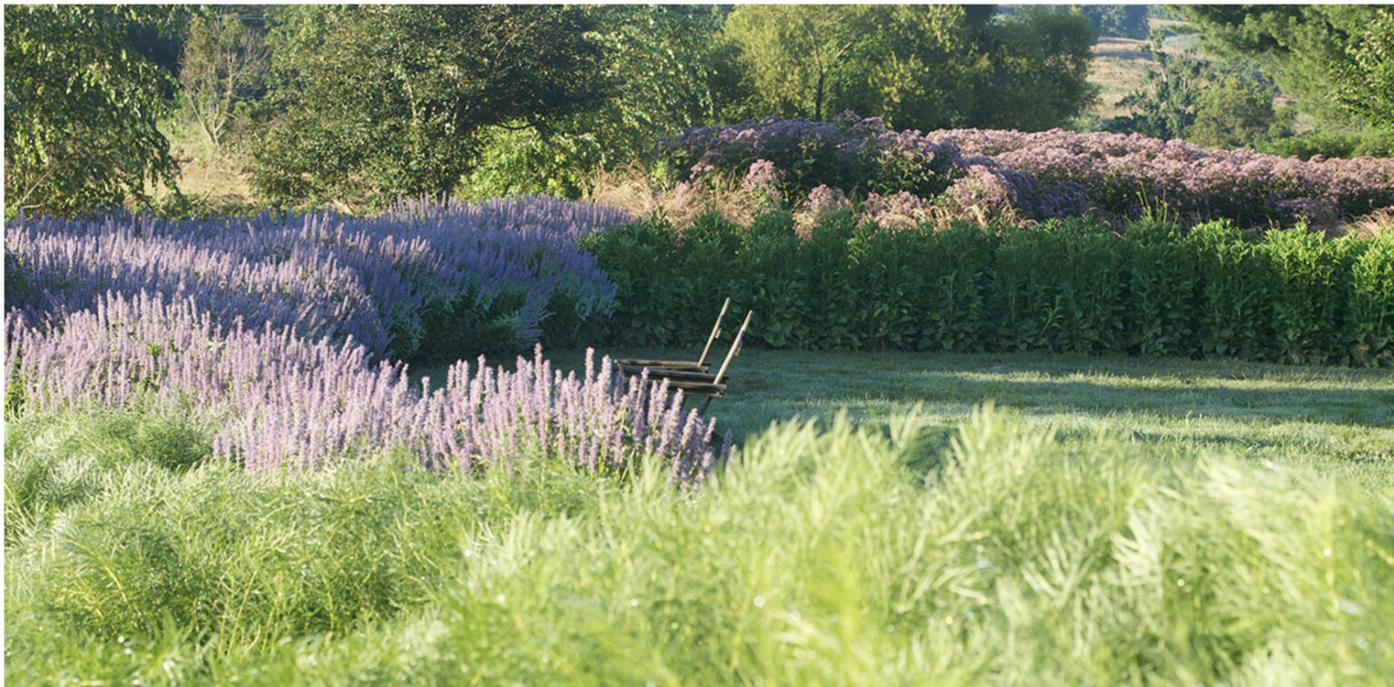 Want a Lush Modern Meadow Garden? - Trees Today Nursery